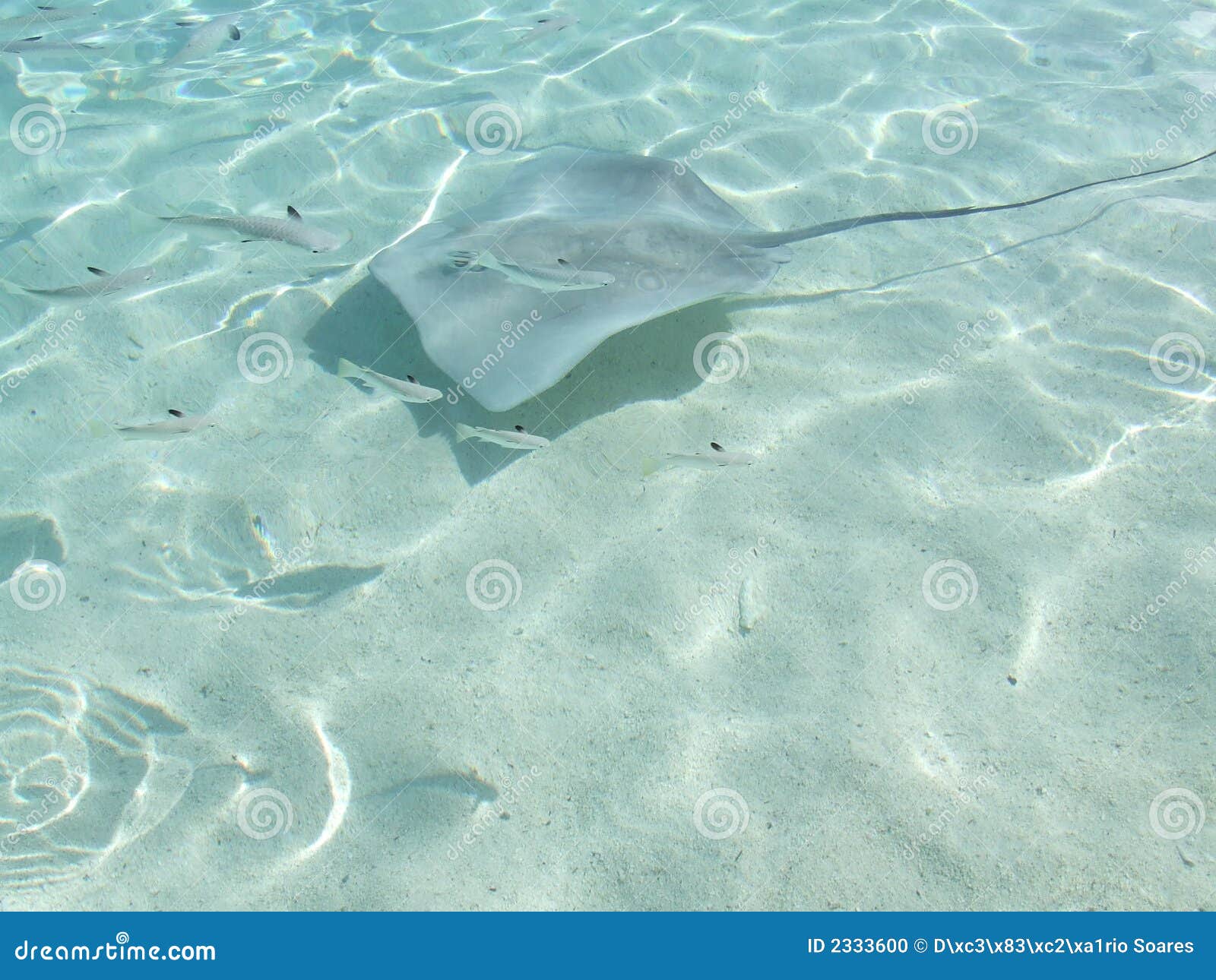 Raia do mar foto de stock. Imagem de areia, picada, animal - 2333600