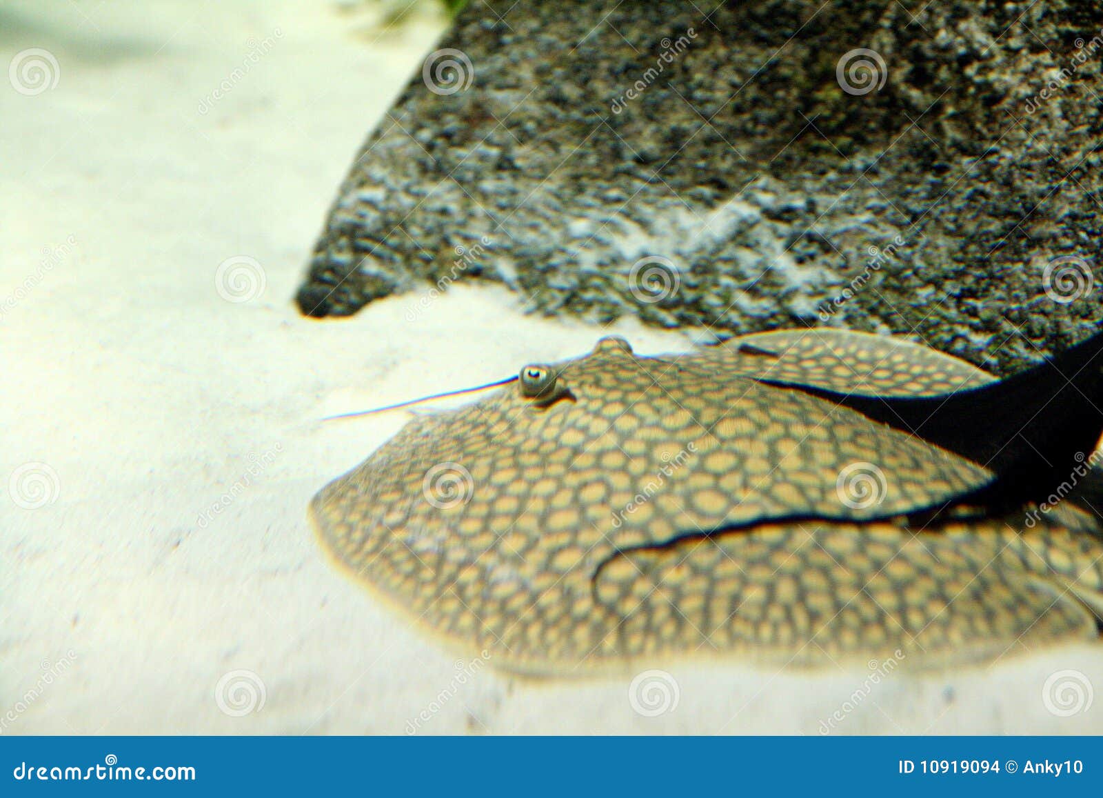 Raia E Peixes Redondos De Pterygoplichthys Pardalis Foto de Stock ...