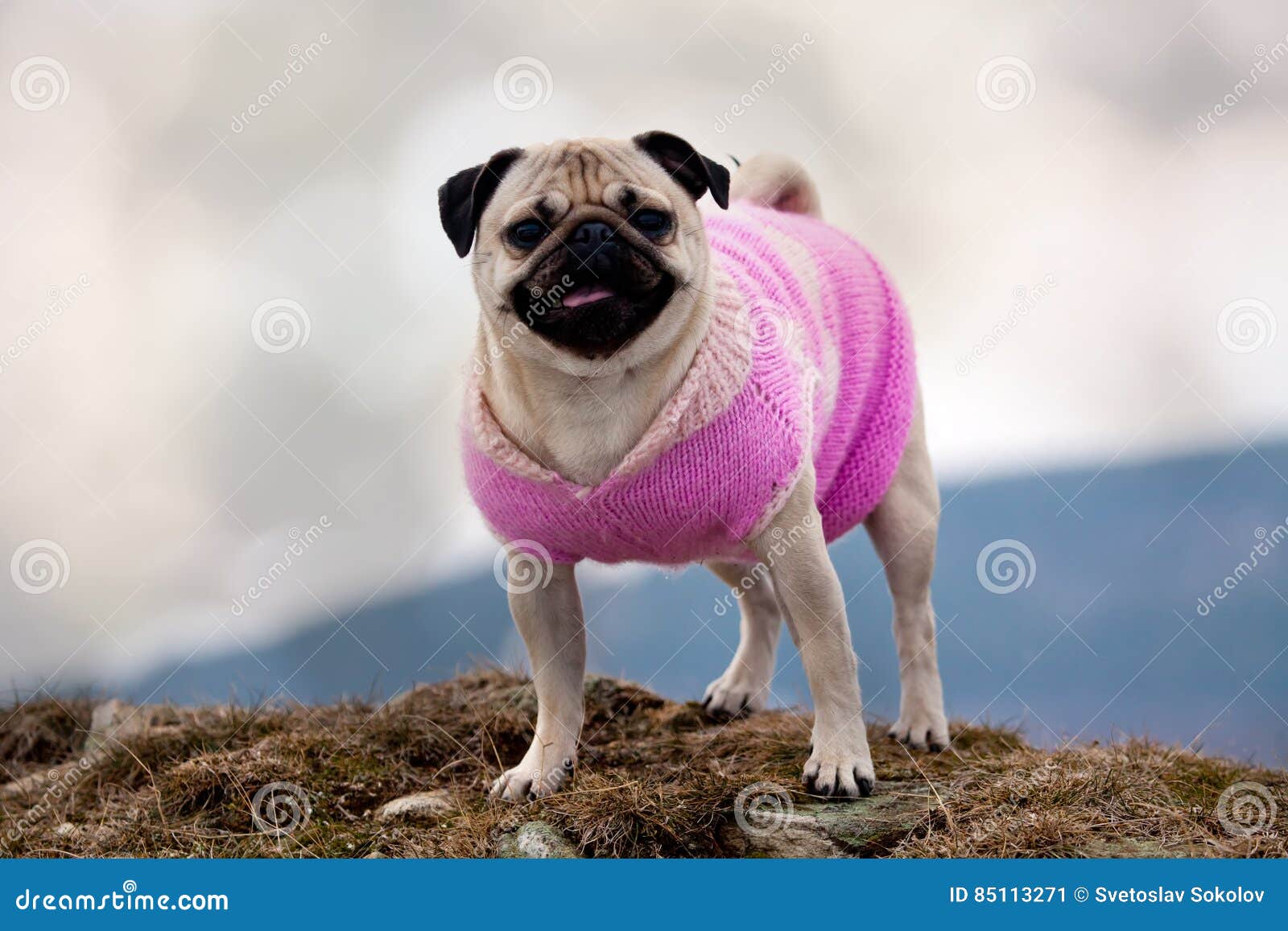 Raia mopps stock image. Image of green, monsters, mops - 85113271