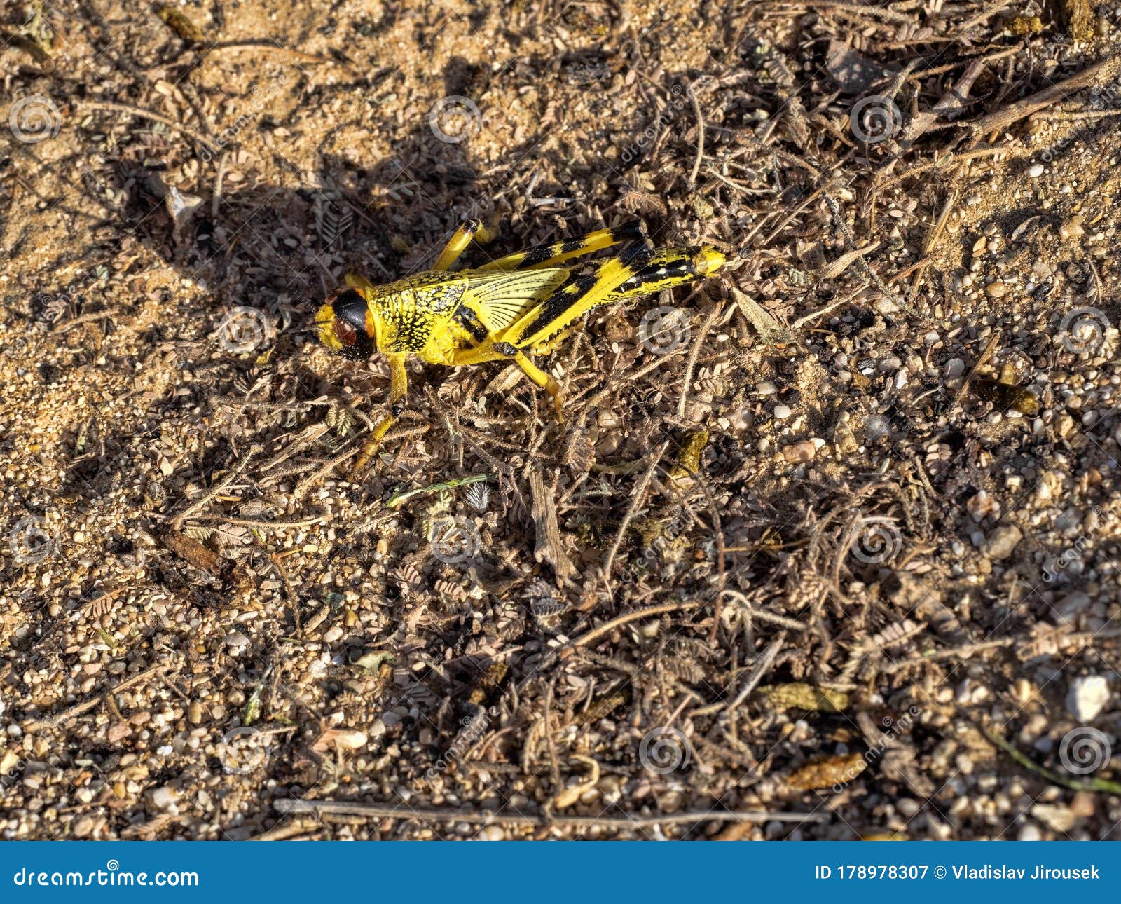 Raid of Big Locusts on Plants in Desert, Oman Stock Image - Image of ...