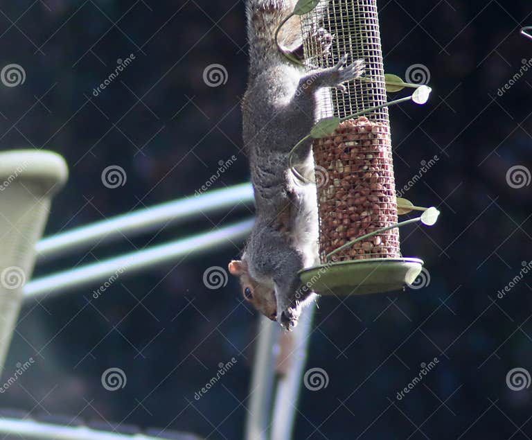 Raid on Bird Feeder by Squirrel Stock Photo - Image of reptile, flower ...