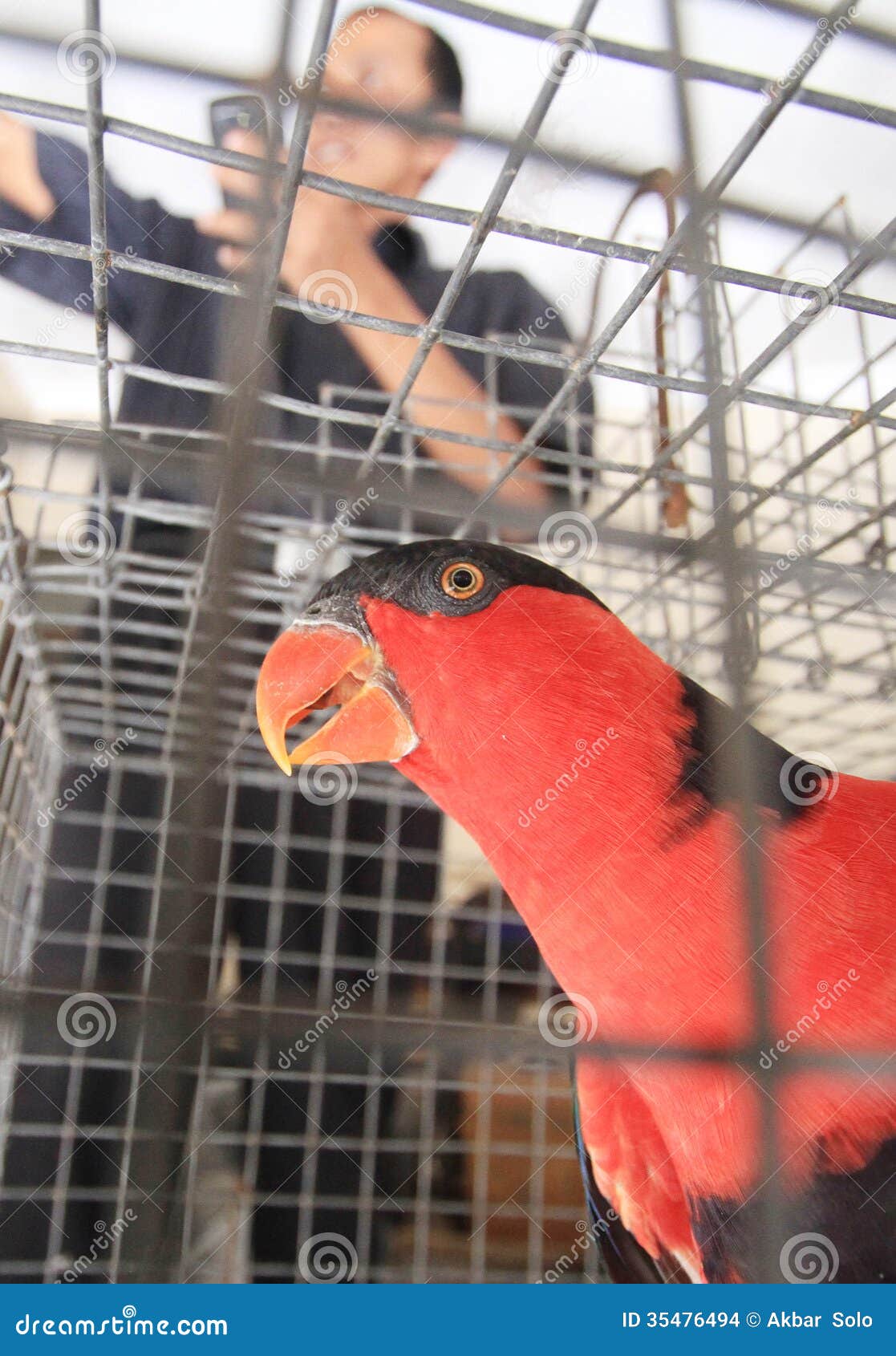 Raid of protected animal editorial stock image. Image of asia - 35476494