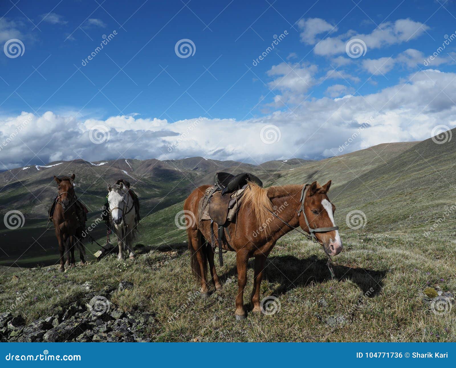 Raiding_horse foto de stock. Imagem de fresco, curso - 104771736