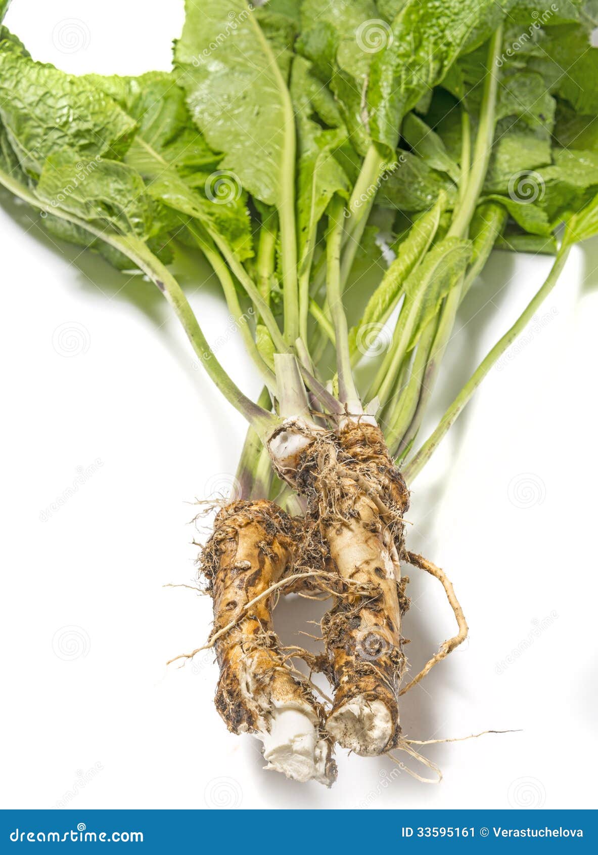 Raifort frais image stock. Image du cheval, frais, nature - 33595161