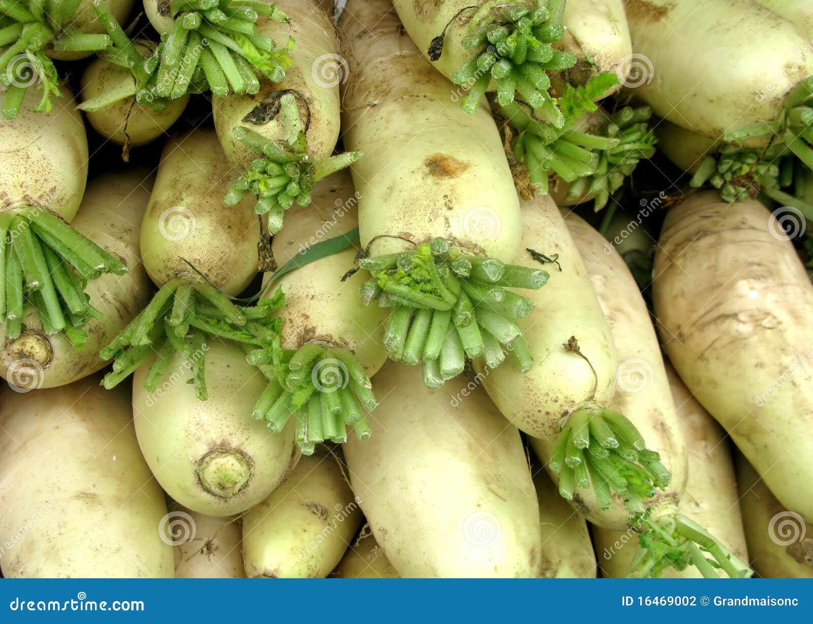 Raifort sauvage photo stock. Image du délicieux, radis - 16469002
