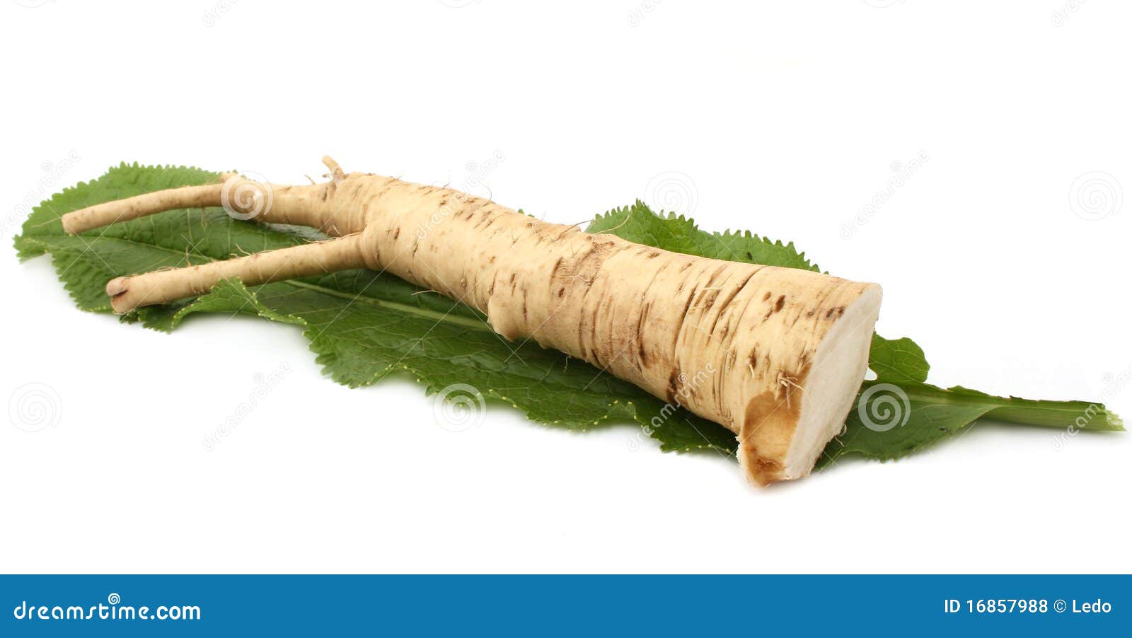 Raifort sauvage photo stock. Image du cannelé, bord, chaud - 16857988