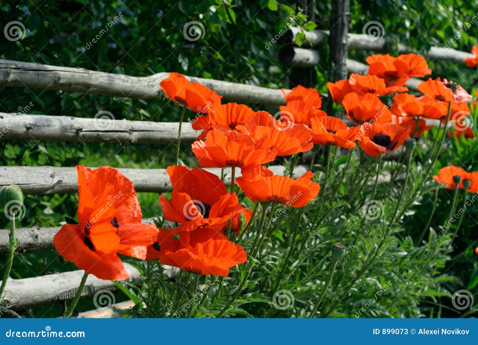 Rail fence and poppies stock image. Image of fence, rustic - 899073