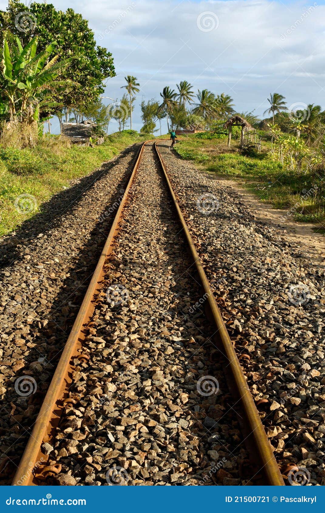 Rail road and palm tree stock image. Image of converge - 21500721