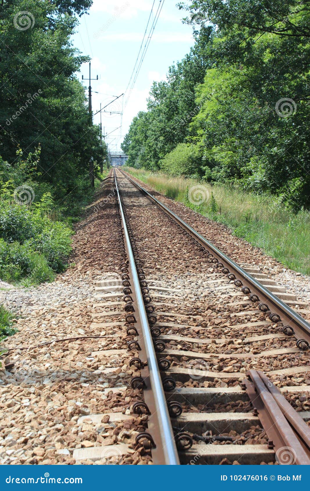 Rail track between trees stock photo. Image of train - 102476016
