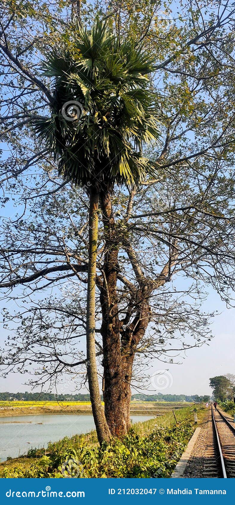 Rail ways nature stock image. Image of spring, blossom - 212032047