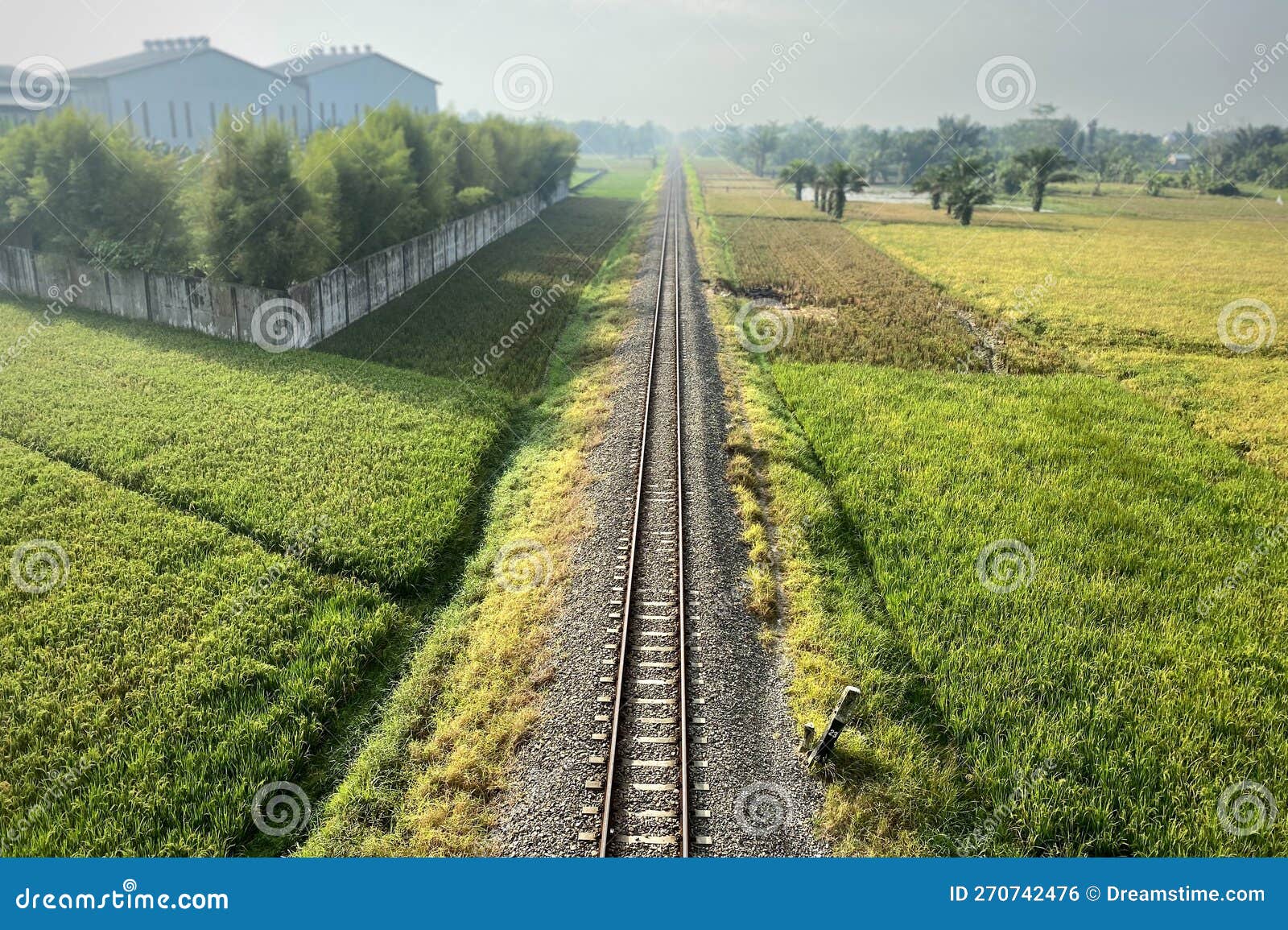 Railroad Crossing the Rice Fields Stock Photo - Image of direction ...