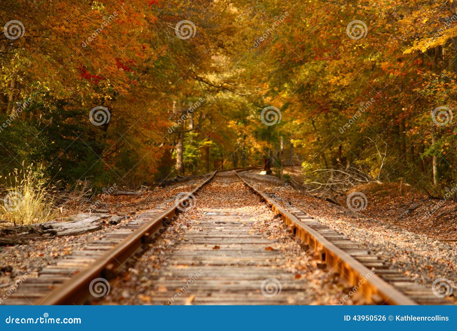 Railroad stock photo. Image of leaves, railroad, branches - 43950526