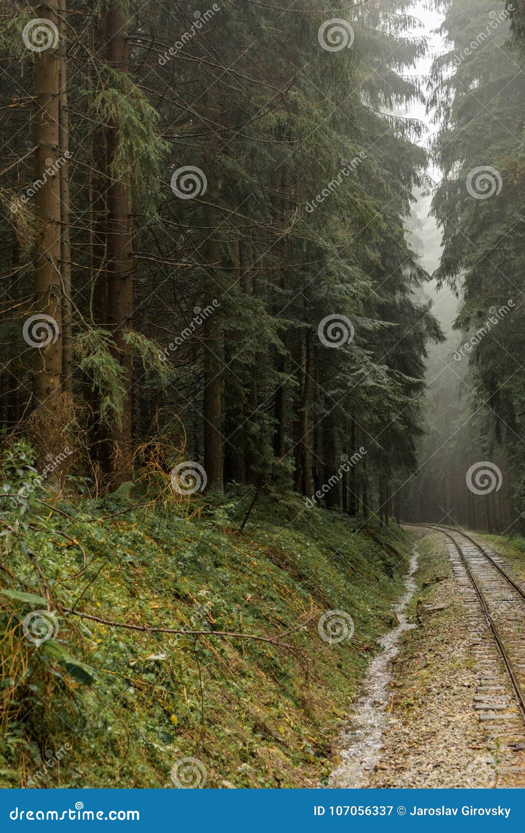 Railroad through forest stock image. Image of train - 107056337