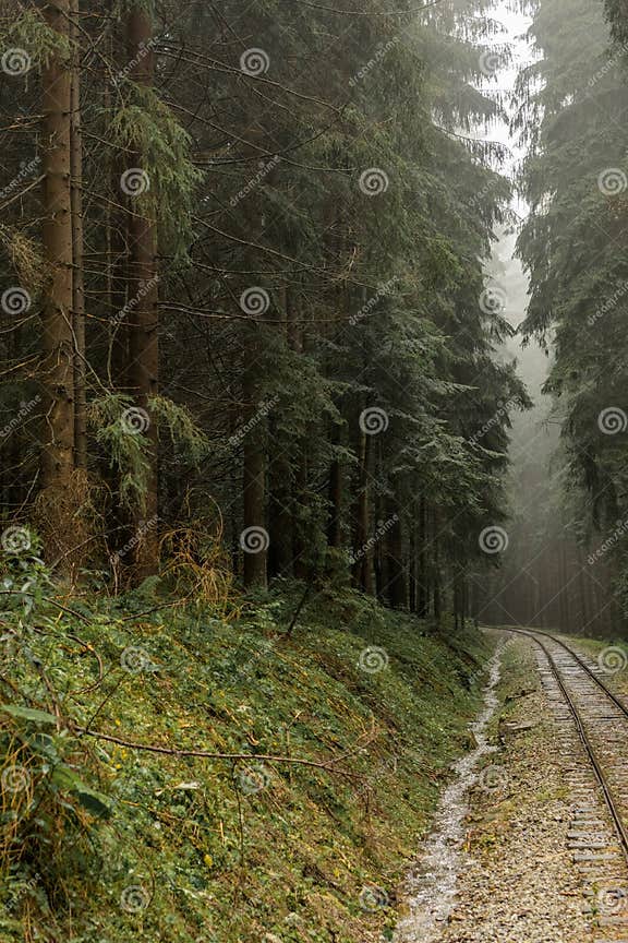 Railroad through forest stock image. Image of train - 107056337