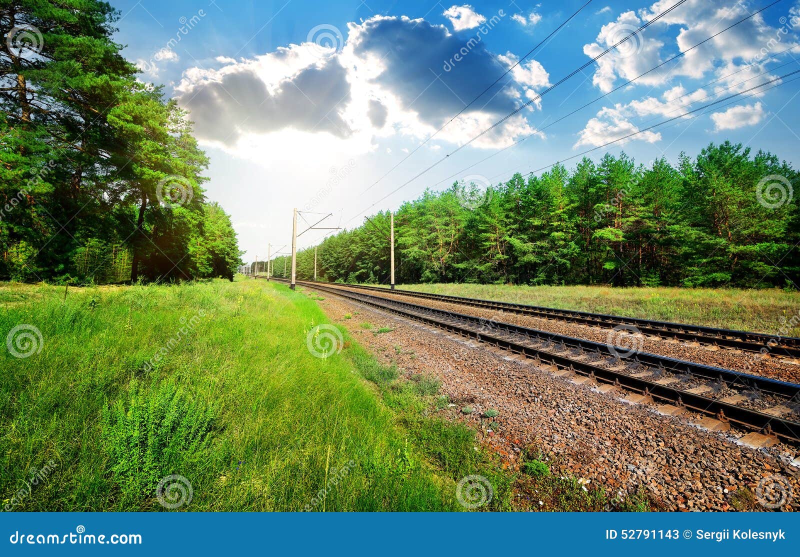 Railroad and pine forest stock image. Image of path, journey - 52791143