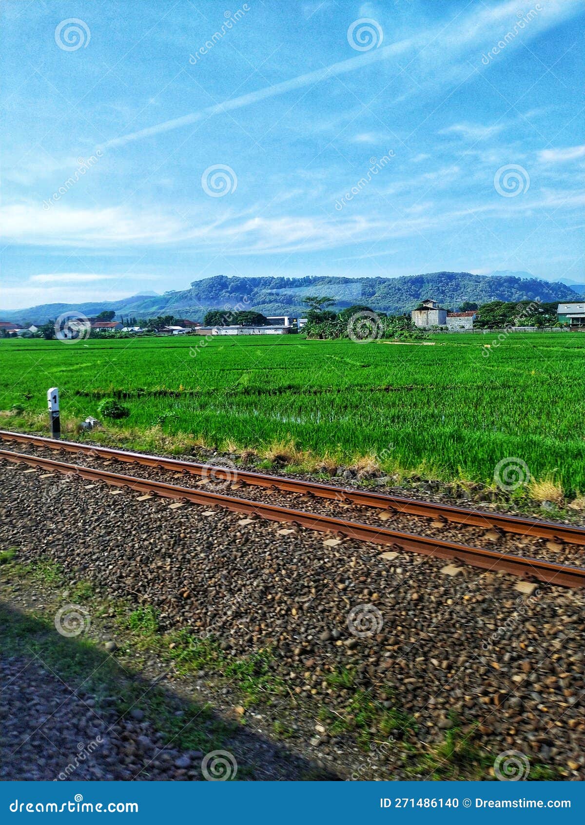 The Railroad Track in the Middle of the Rice Fields. Stock Photo ...