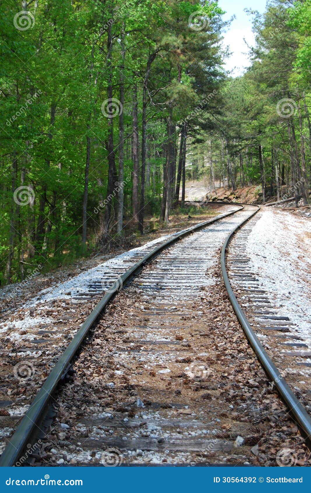 Railroad Track through Trees Stock Photo - Image of america, forest ...