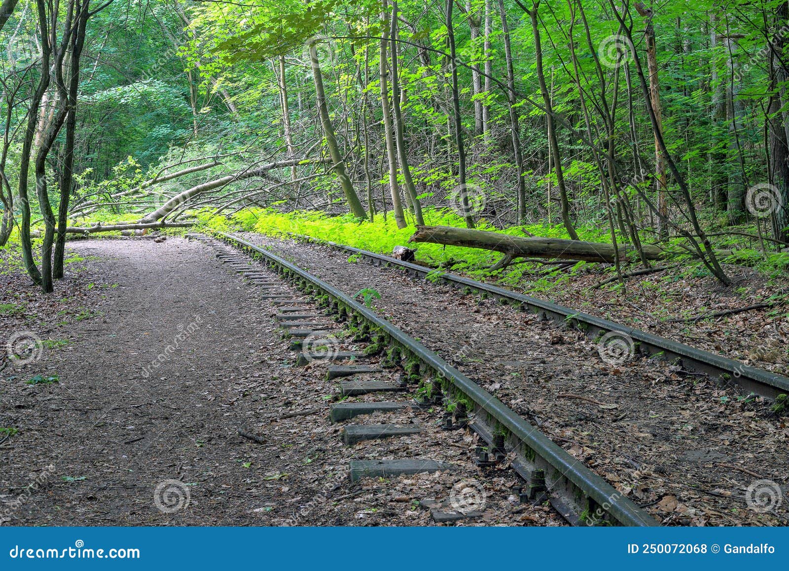 Railroad Tracks Blocked by a Fallen Tree in the Forest Stock Photo ...