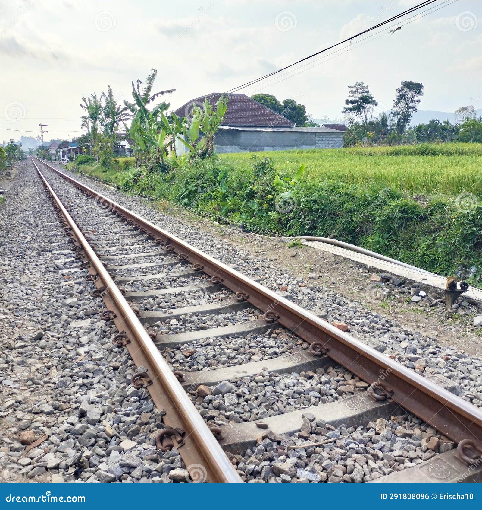 Railroad Tracks on the Edge of Rice Fields Stock Photo - Image of track ...