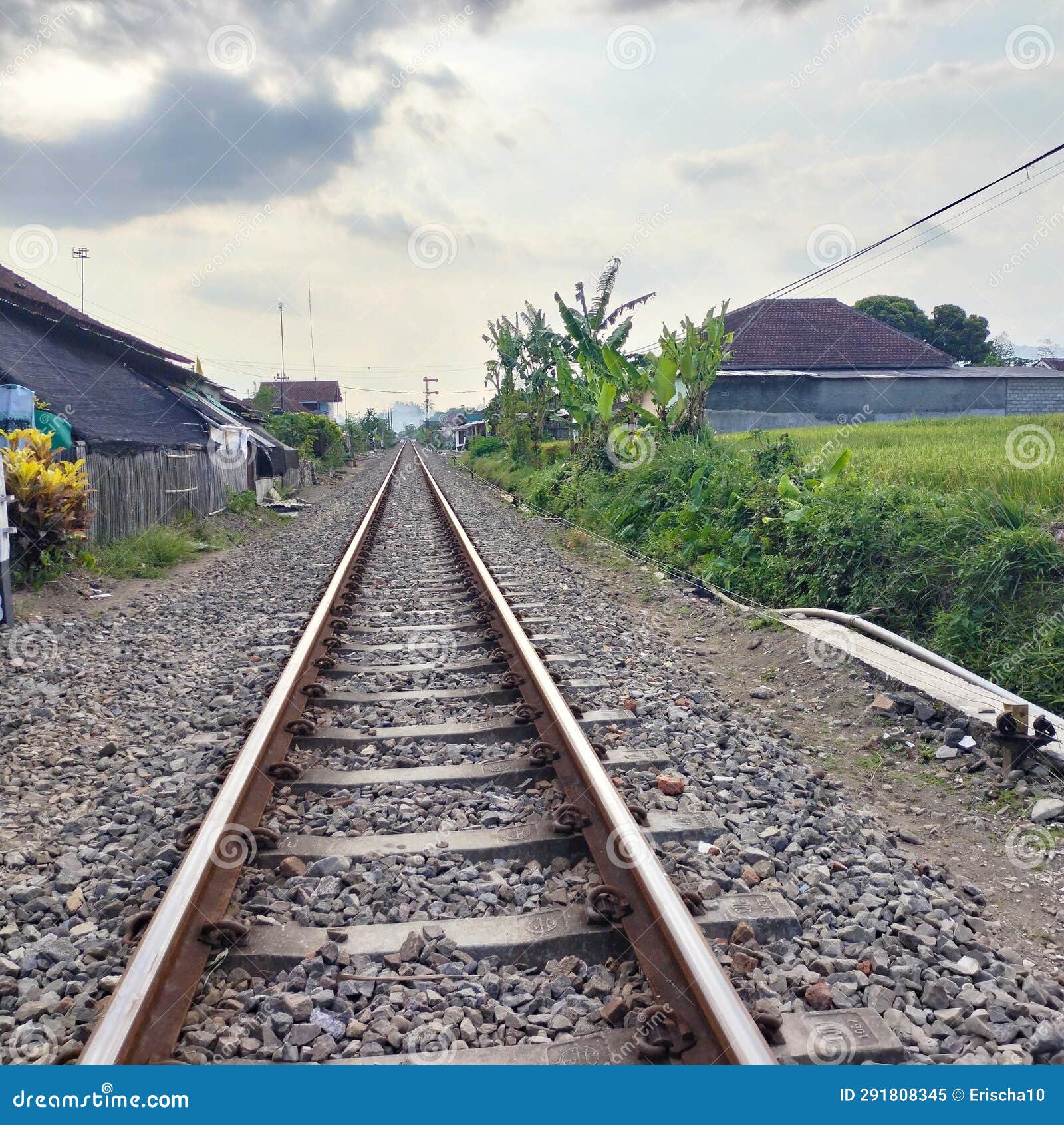 Railroad Tracks on the Edge of Rice Fields Stock Image - Image of edge ...