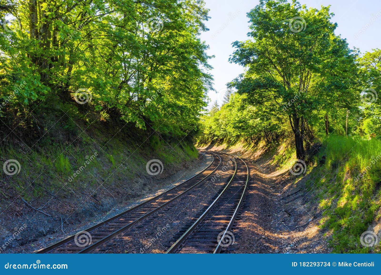 Railroad tracks in forest stock photo. Image of steel - 182293734