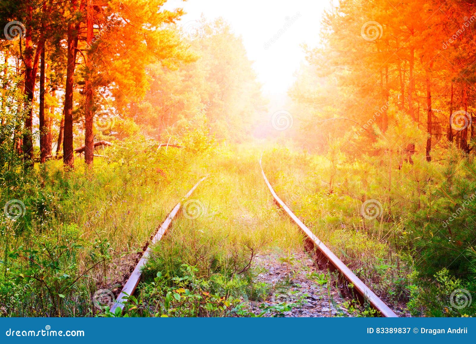Railroad Tracks through Forest in Nature Stock Image - Image of bridge ...