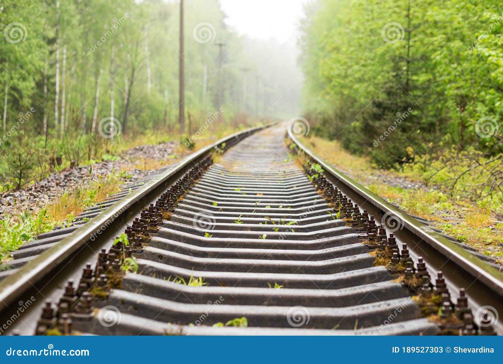 Railroad Tracks through the Forest in Spring. Railroad Bakground Stock ...
