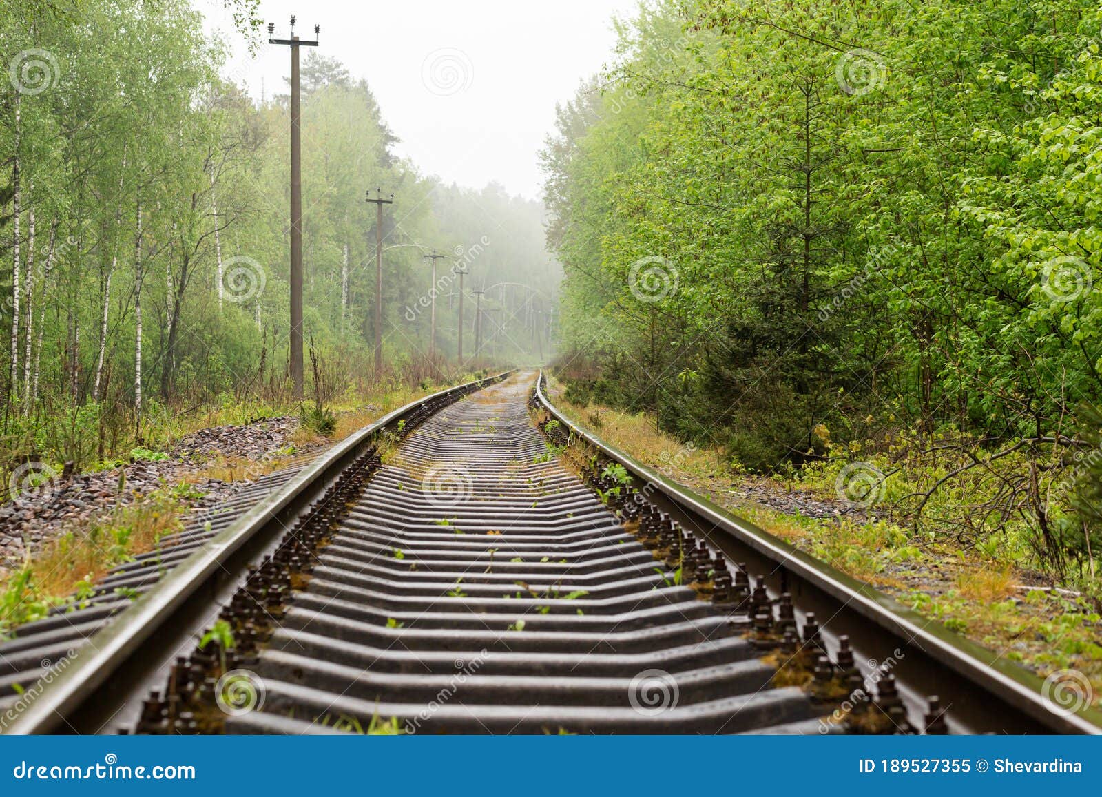 Railroad Tracks through the Forest in Spring Stock Image - Image of ...