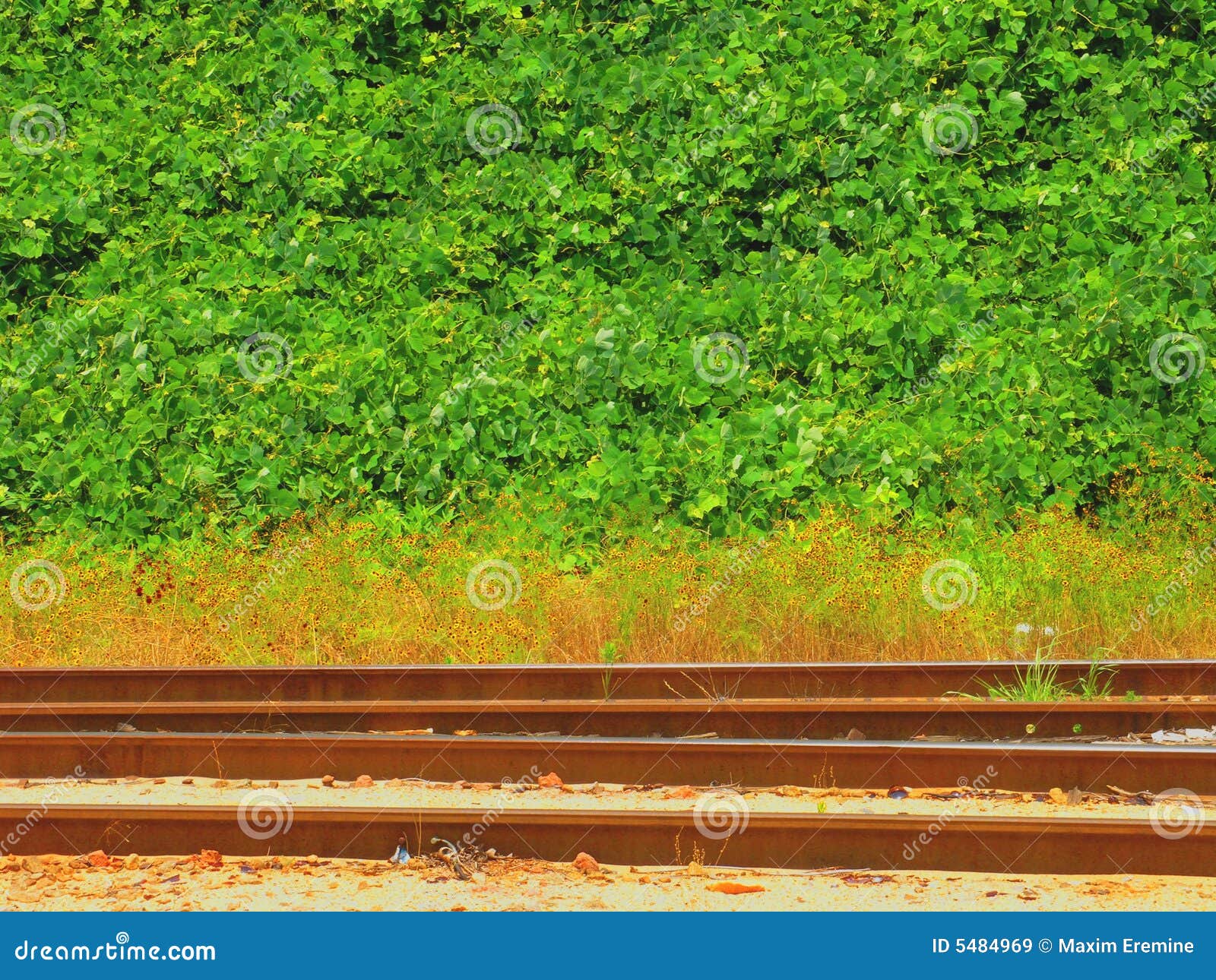 Railroad Tracks in Georgia stock image. Image of ecology - 5484969