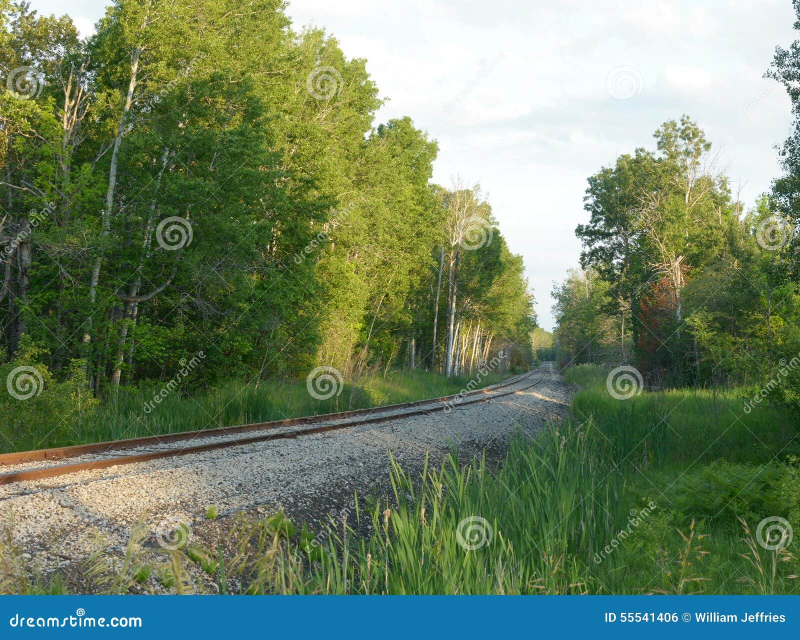 Railroad Tracks Lined with Birch Trees Stock Photo - Image of trees ...