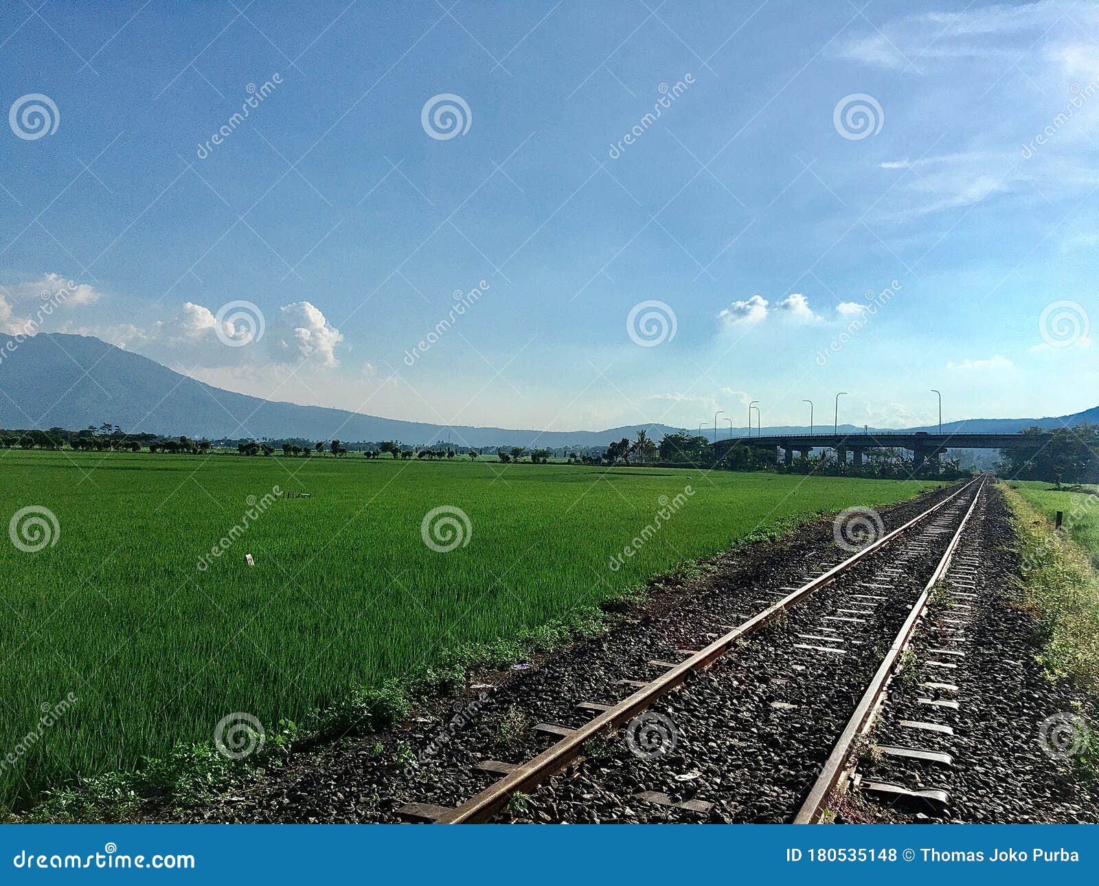 Railroad Tracks in the Middle of Paddy Fields. Stock Photo - Image of ...