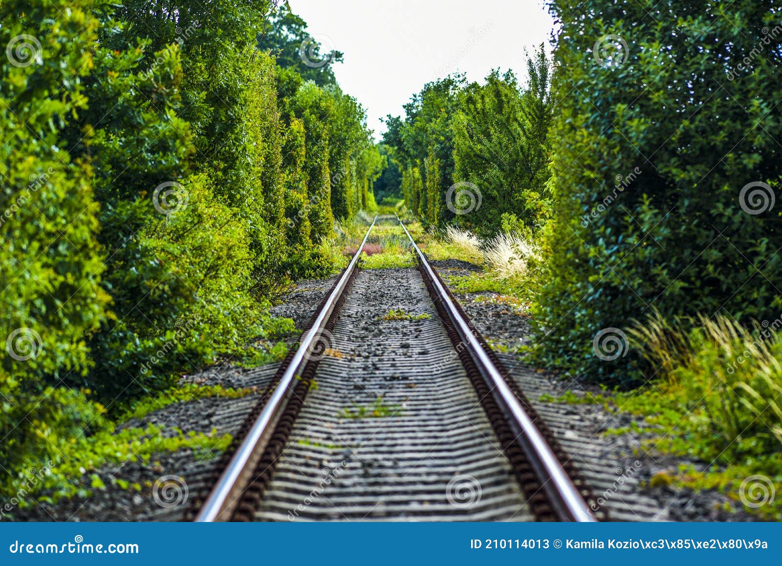Railroad Tracks Running in a Green Tunnel Stock Image - Image of ...