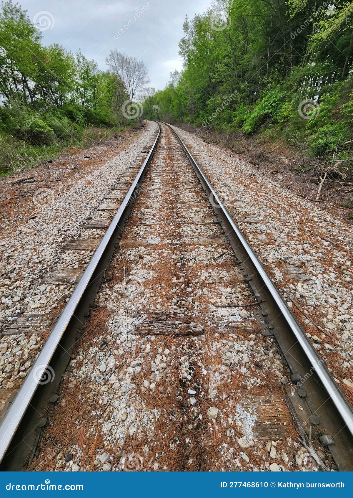 Railroad Tracks in the Woods Stock Photo - Image of tracks, railroad ...