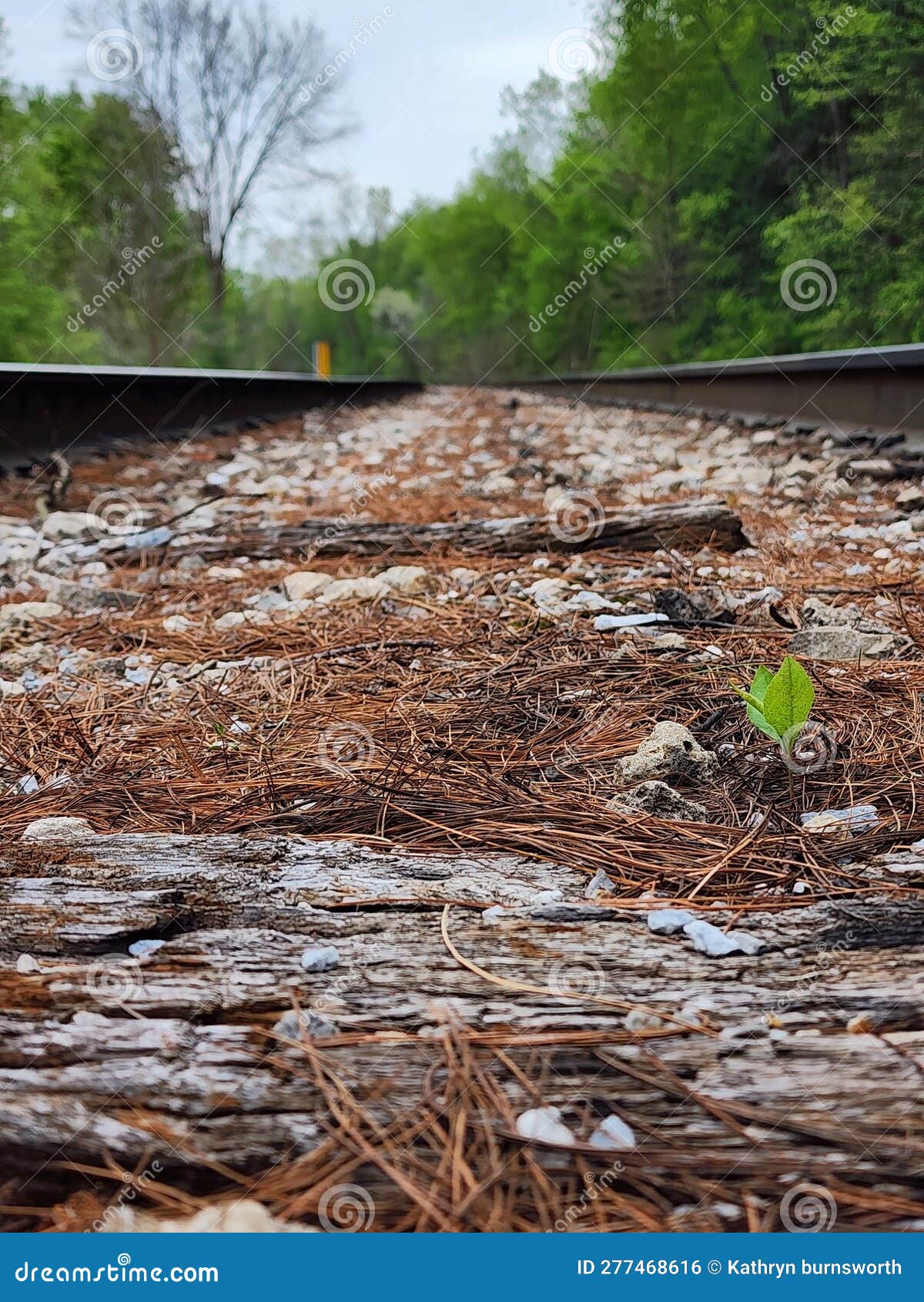 Railroad Tracks in the Woods Stock Photo - Image of tracks, railroad ...