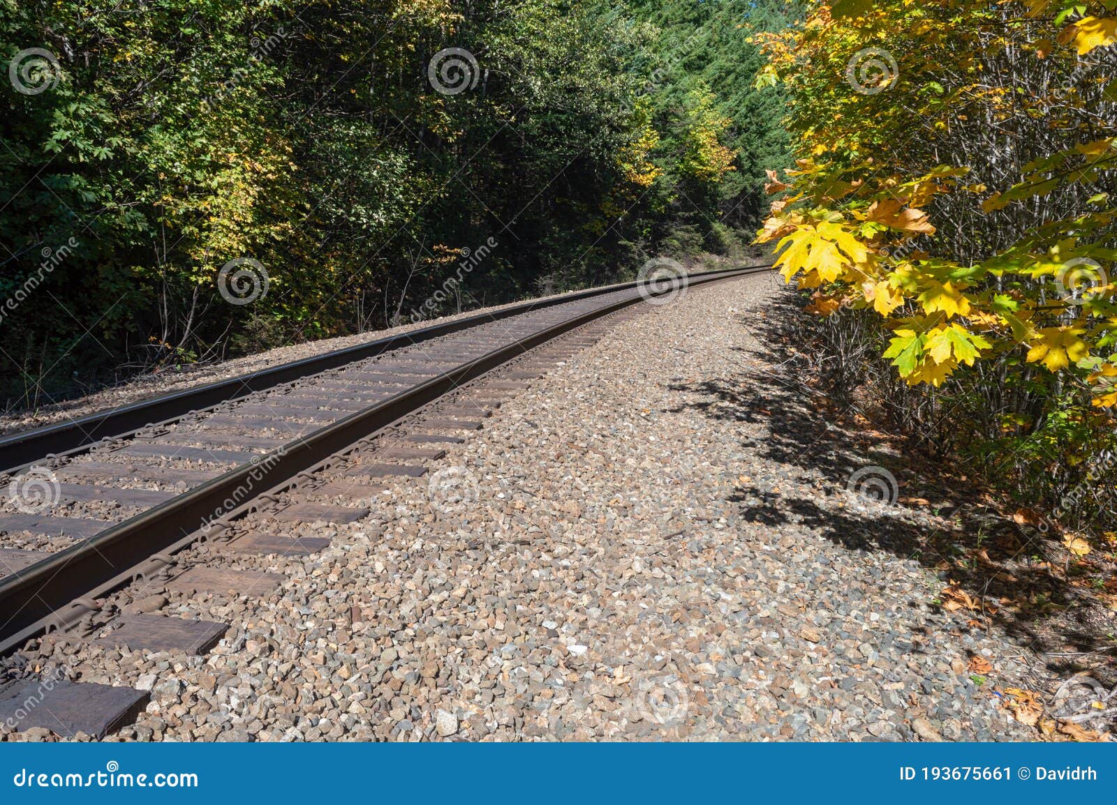 Railroad Tracks through the Woods Stock Image - Image of plants ...