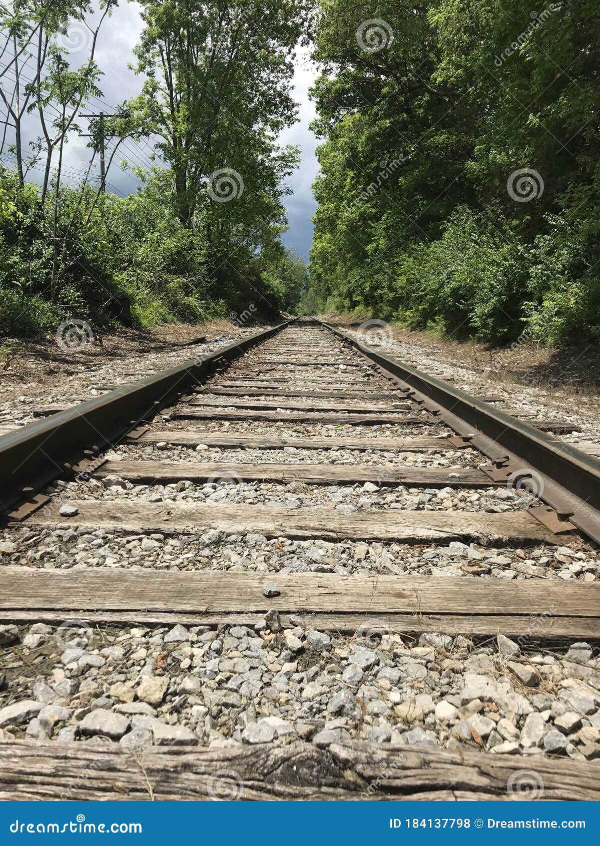 A Railroad stock photo. Image of tree, treeline, canopy - 184137798
