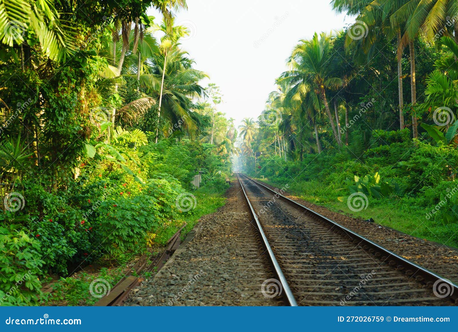 Railroad in the Tropical Forest among Palms and Trees Stock Image ...