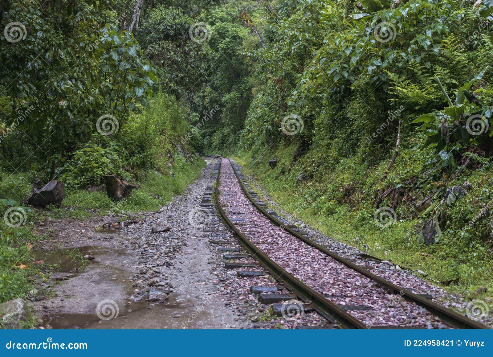 Railroad turn in forest stock image. Image of track - 224958421