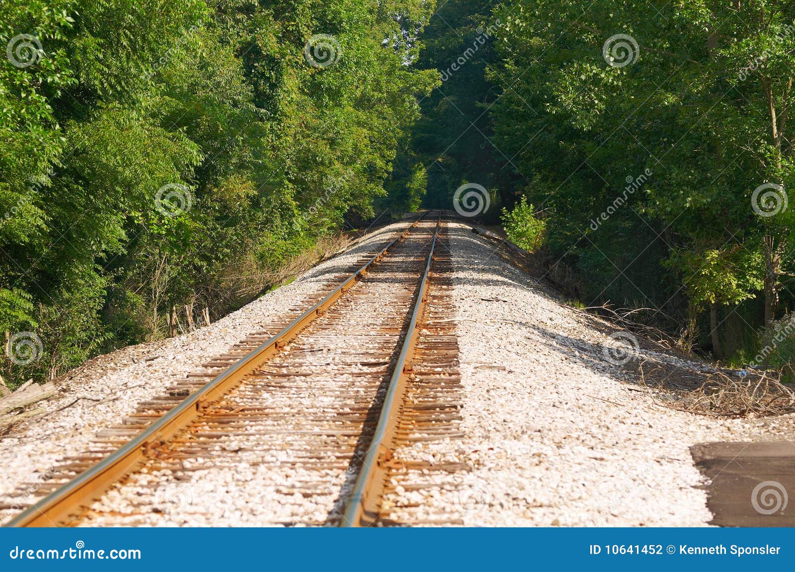 Railroad through the woods stock photo. Image of forest - 10641452