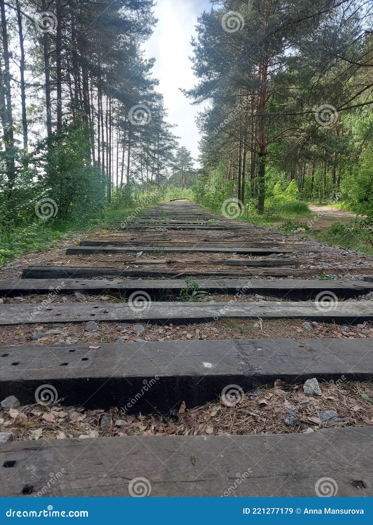 Railroad in the woods stock image. Image of soil, plant - 221277179
