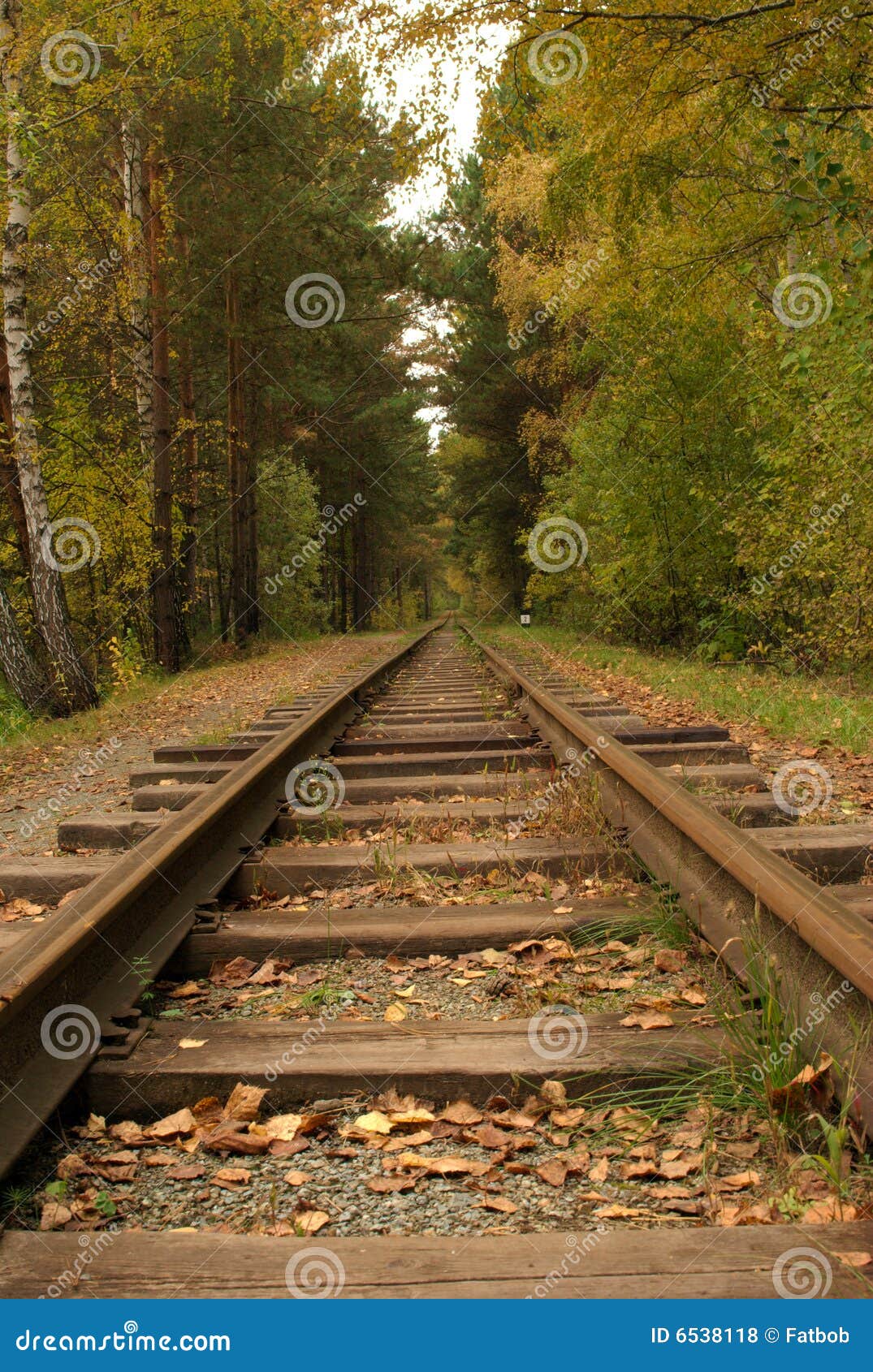 Rails in the forest stock photo. Image of train, skyline - 6538118