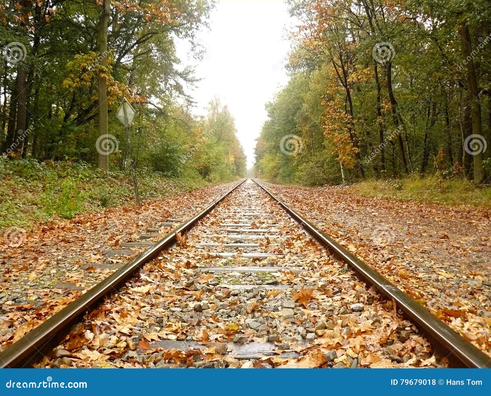 Rails through the Forest in Autumn Stock Photo - Image of leaves ...