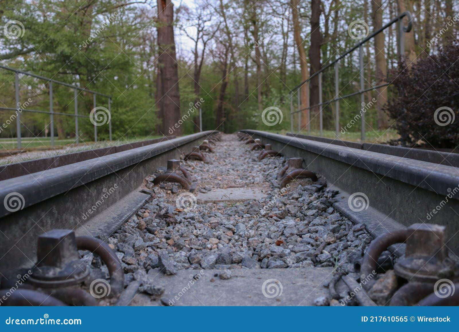 Rails of a Train in a Forest Stock Image - Image of railroad, journey ...