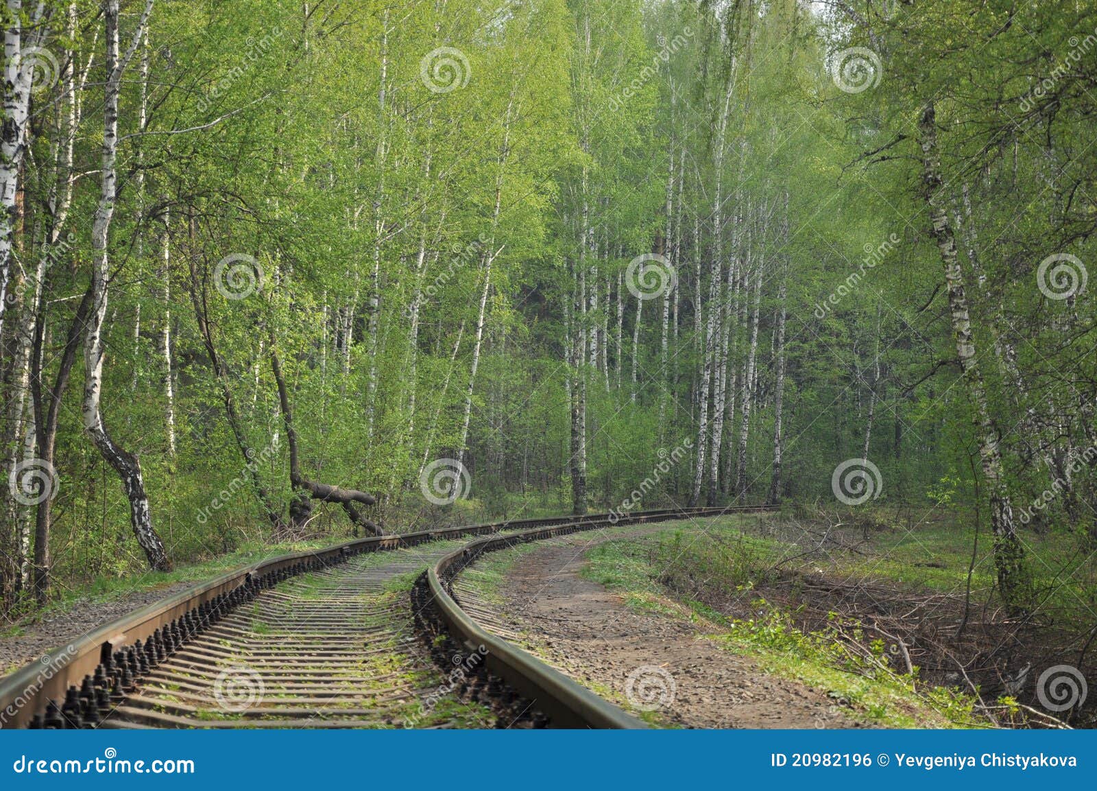 Railway in a forest stock photo. Image of afield, terminal - 20982196