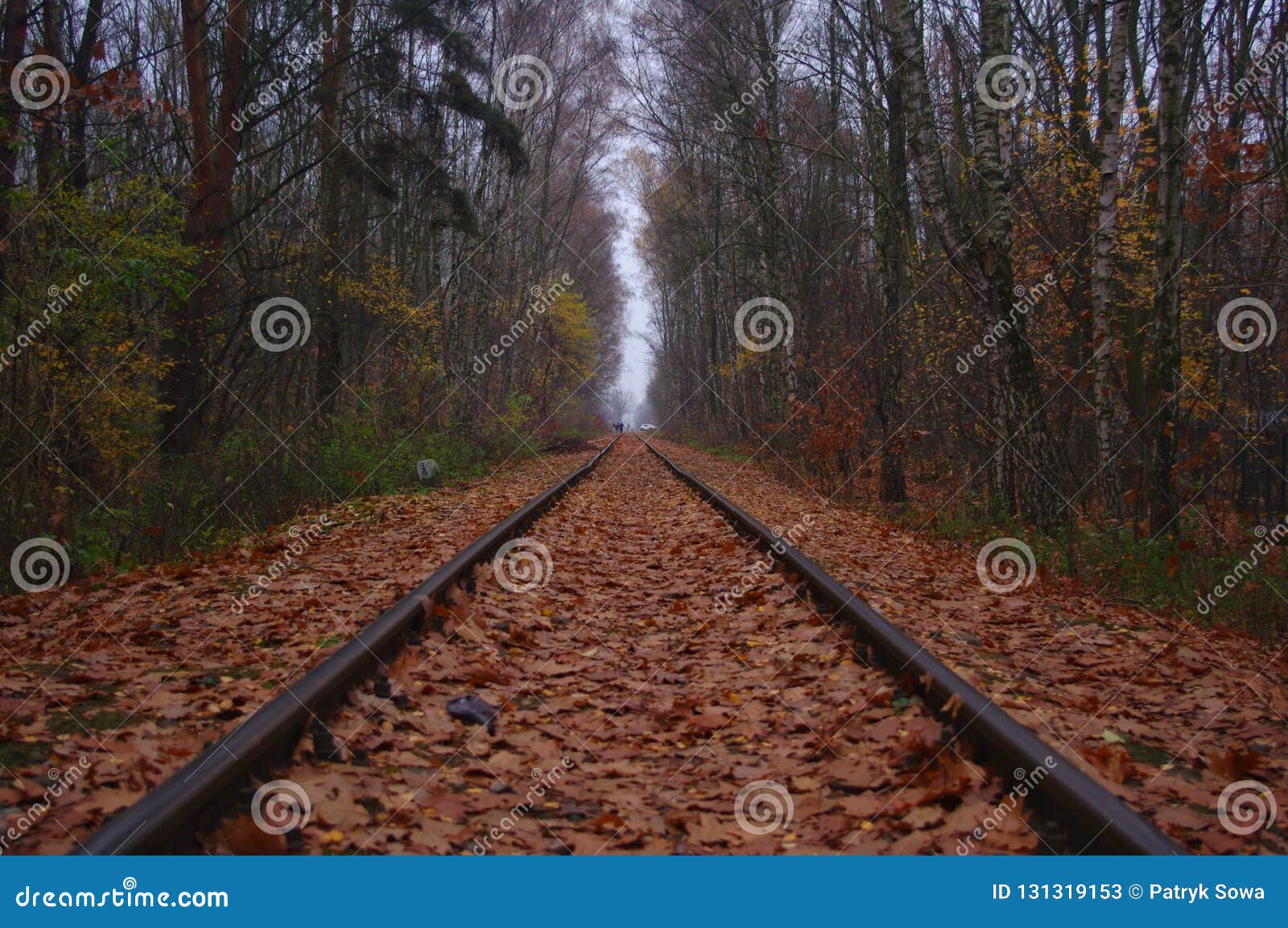 Railway in the forest stock image. Image of leafs, autumn - 131319153
