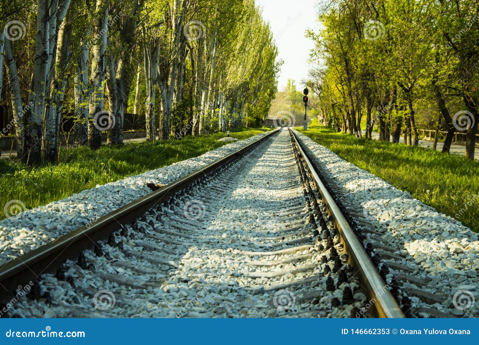 Railway in the forest stock image. Image of transport - 146662353