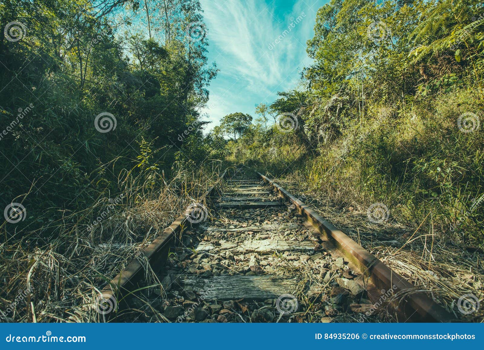Railway In Forest Picture. Image: 84935206