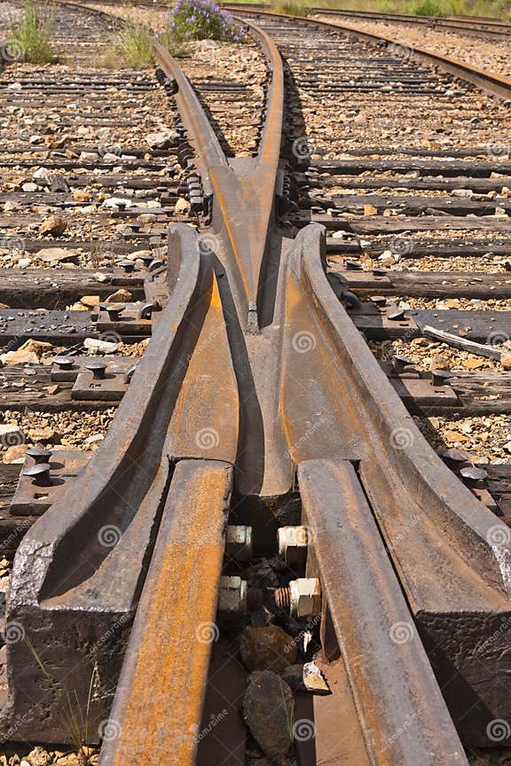 Railway Frog stock photo. Image of change, choices, crossing - 20893530