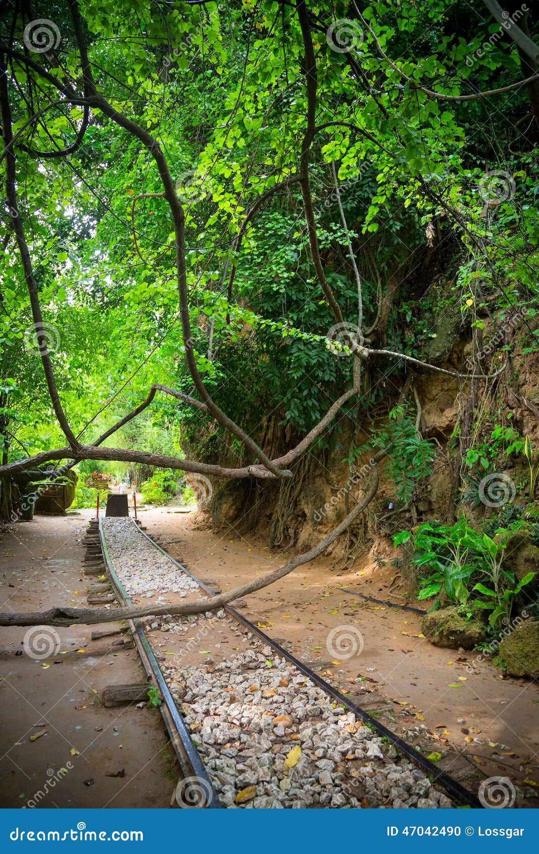 Railway in the jungle stock photo. Image of railroad - 47042490