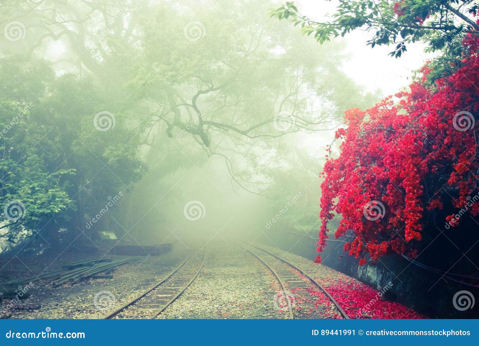 Railway In Mist Picture. Image: 89441991